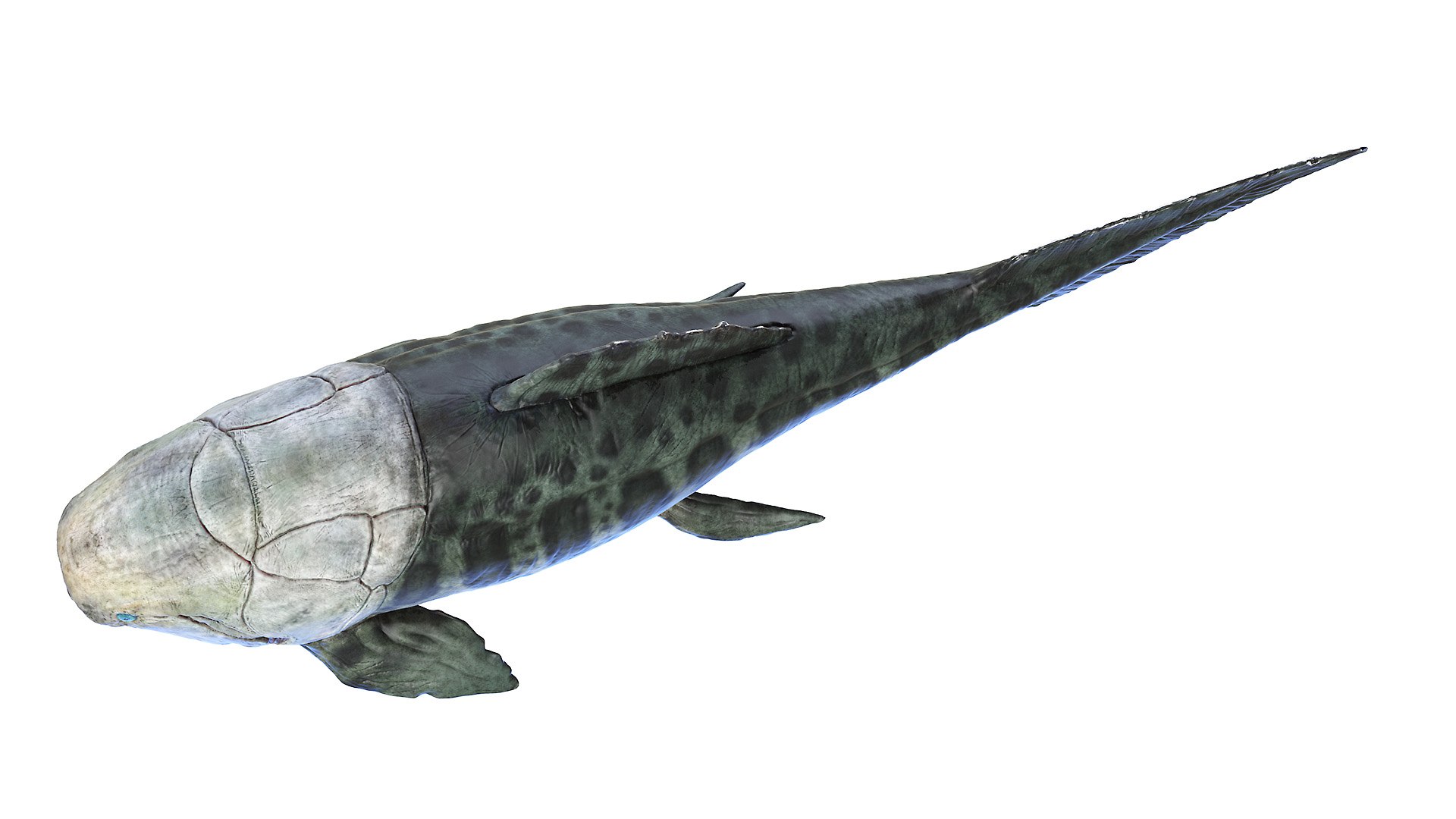 3D Dunkleosteus Animated Model - TurboSquid 1921794