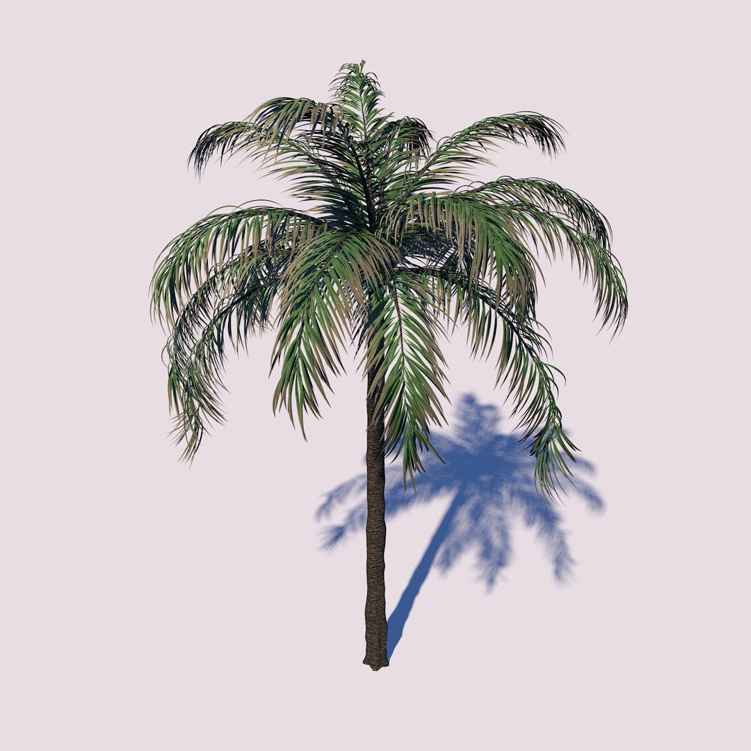 Queen Palm Tree 3D - TurboSquid 1279812