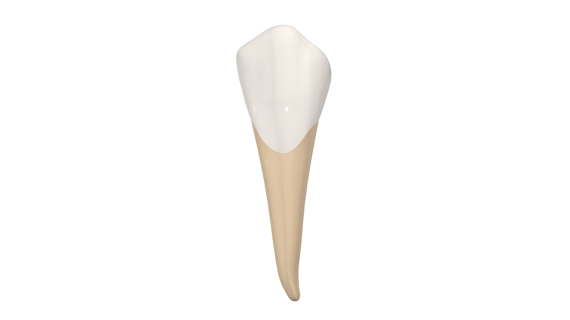 Canine Tooth 3D Model - TurboSquid 1771609