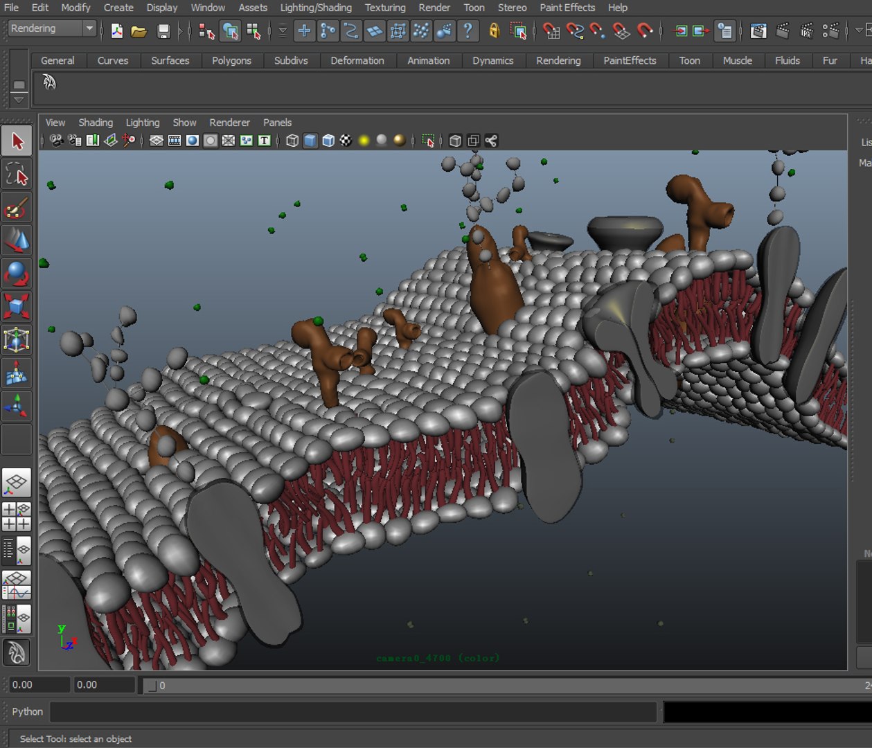 Cell Membrane 3d Model