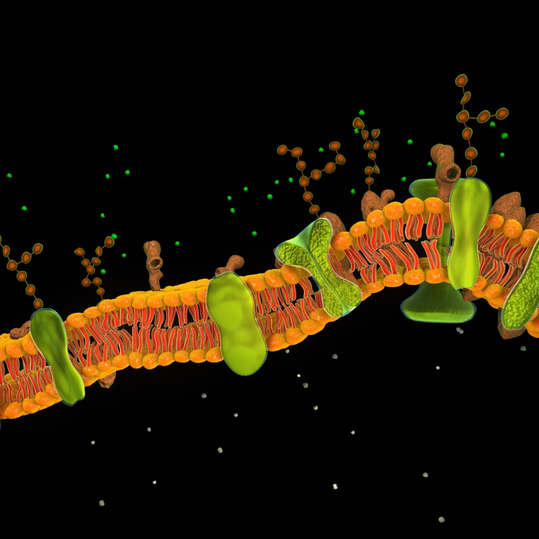 Cell Membrane 3d Model