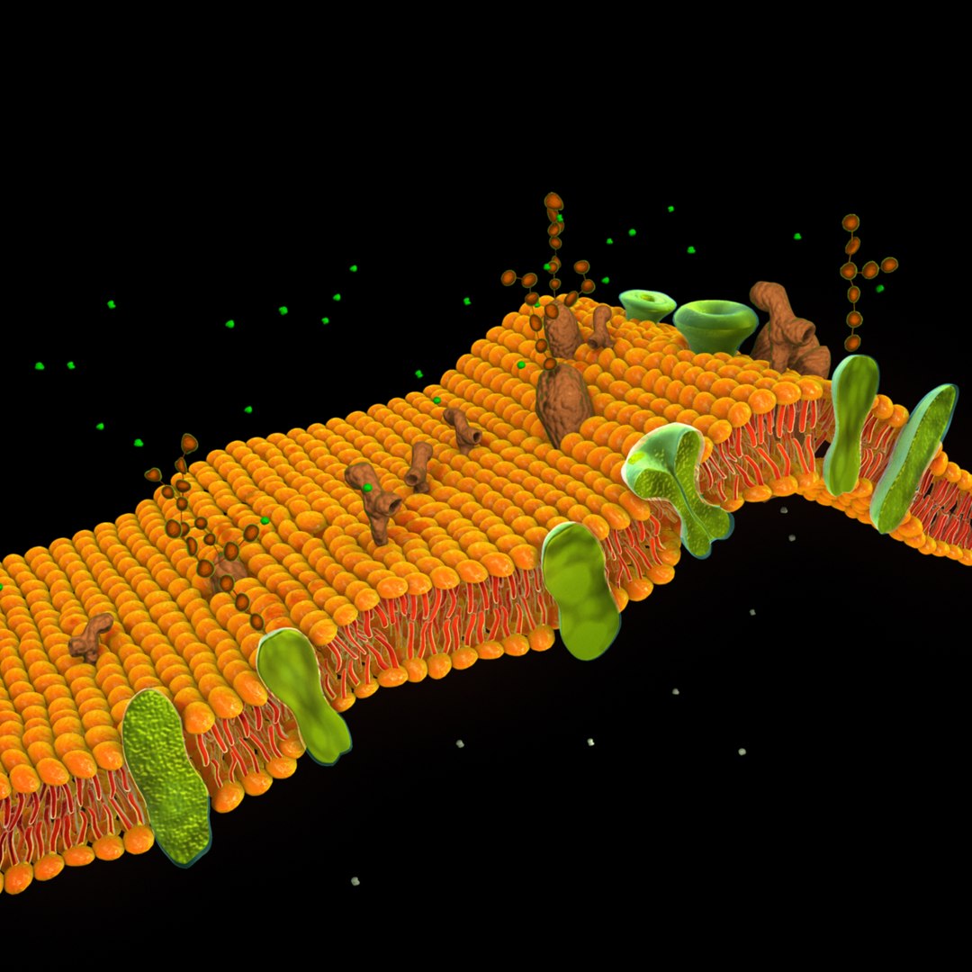 Cell Membrane 3d Model