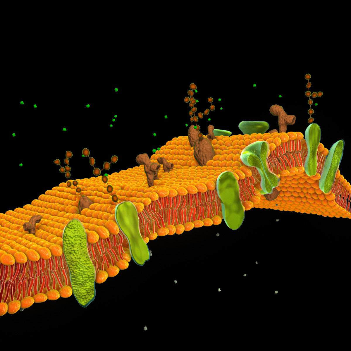 cell membrane 3d model