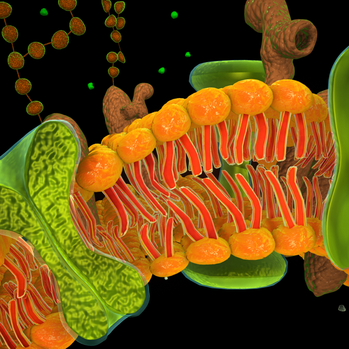cell membrane 3d model
