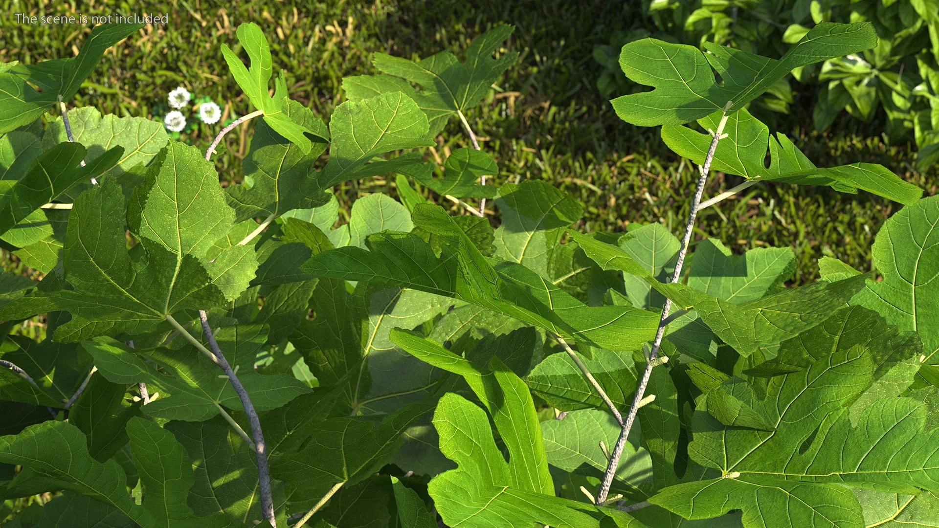 Fig Tree Trunks 3D - TurboSquid 1672932