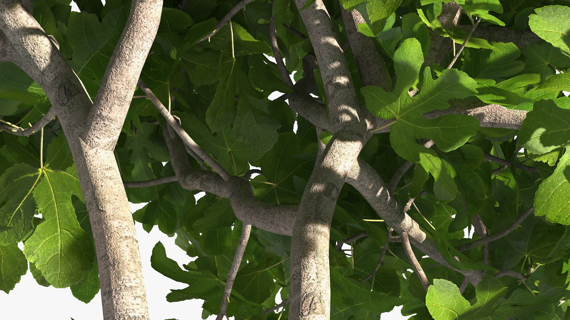 Fig tree trunks 3D - TurboSquid 1672932