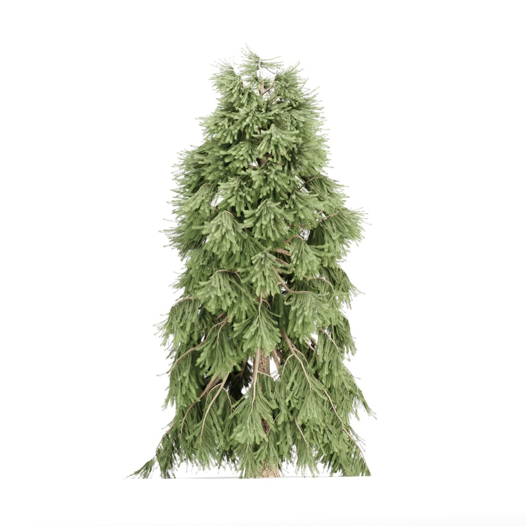 Weeping White Spruce Vol 279-Blender-3d Models 3D Model - TurboSquid ...