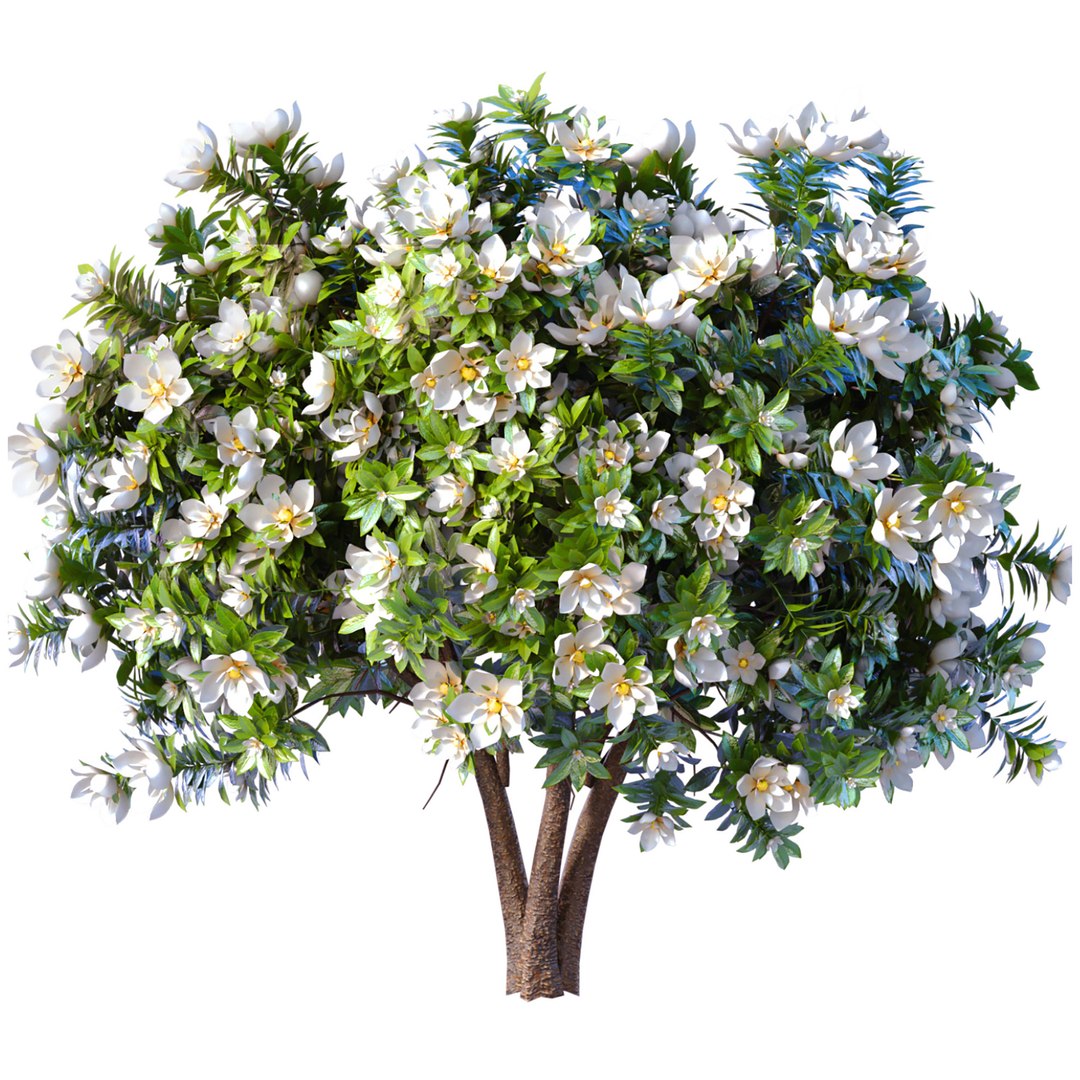 Decorative Outdoor Flowering Garden Tree Plant Shrub Magnolia Model ...