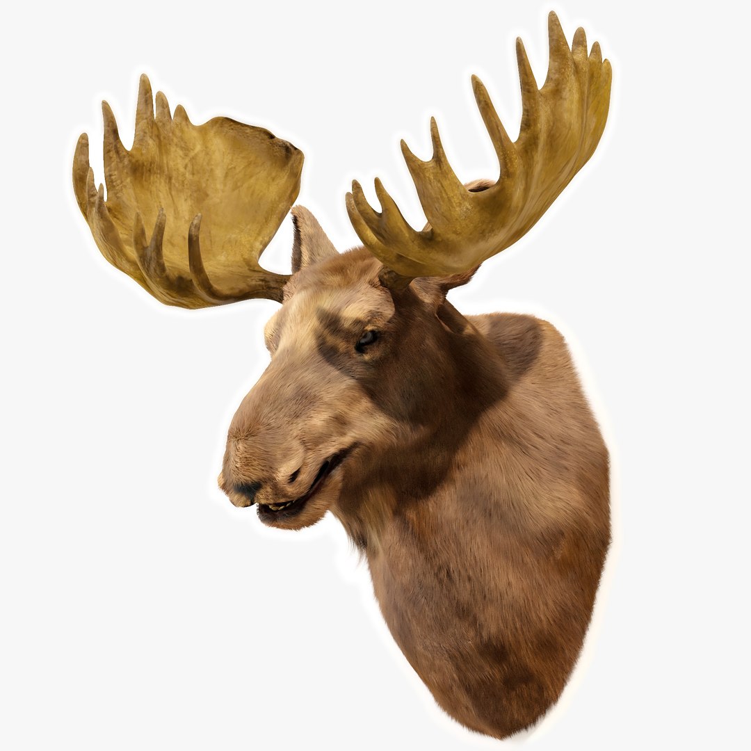 3D Moose Head - TurboSquid 1426442