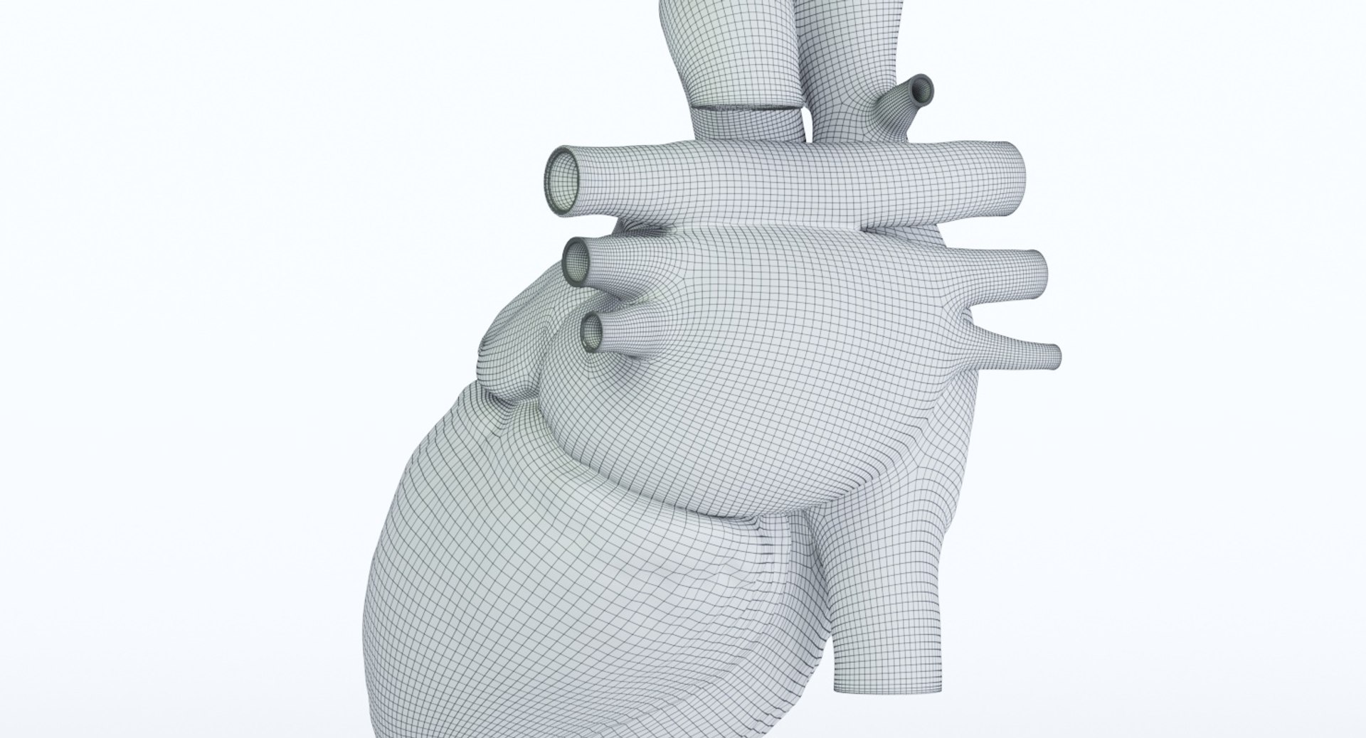 3D Human Heart Versions - TurboSquid 1319164