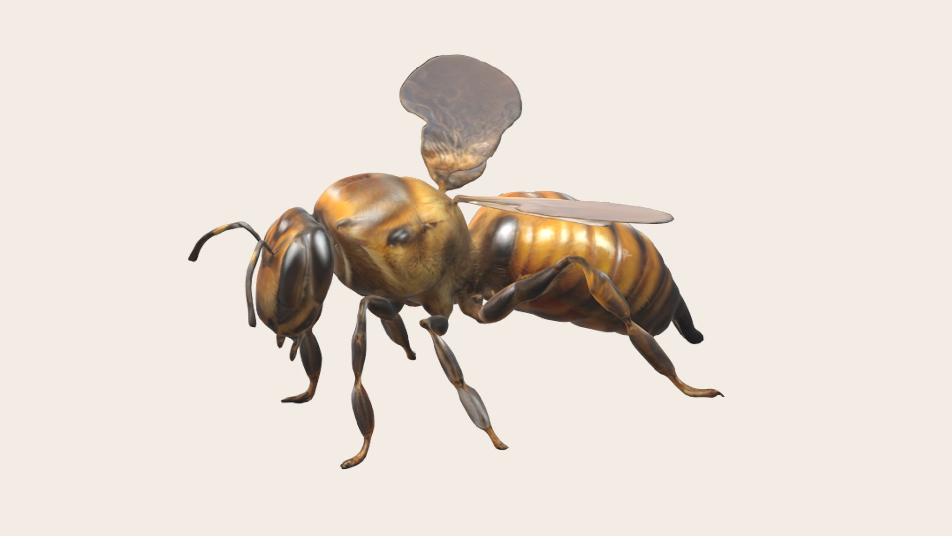 3D Honeybee Model - TurboSquid 2323816