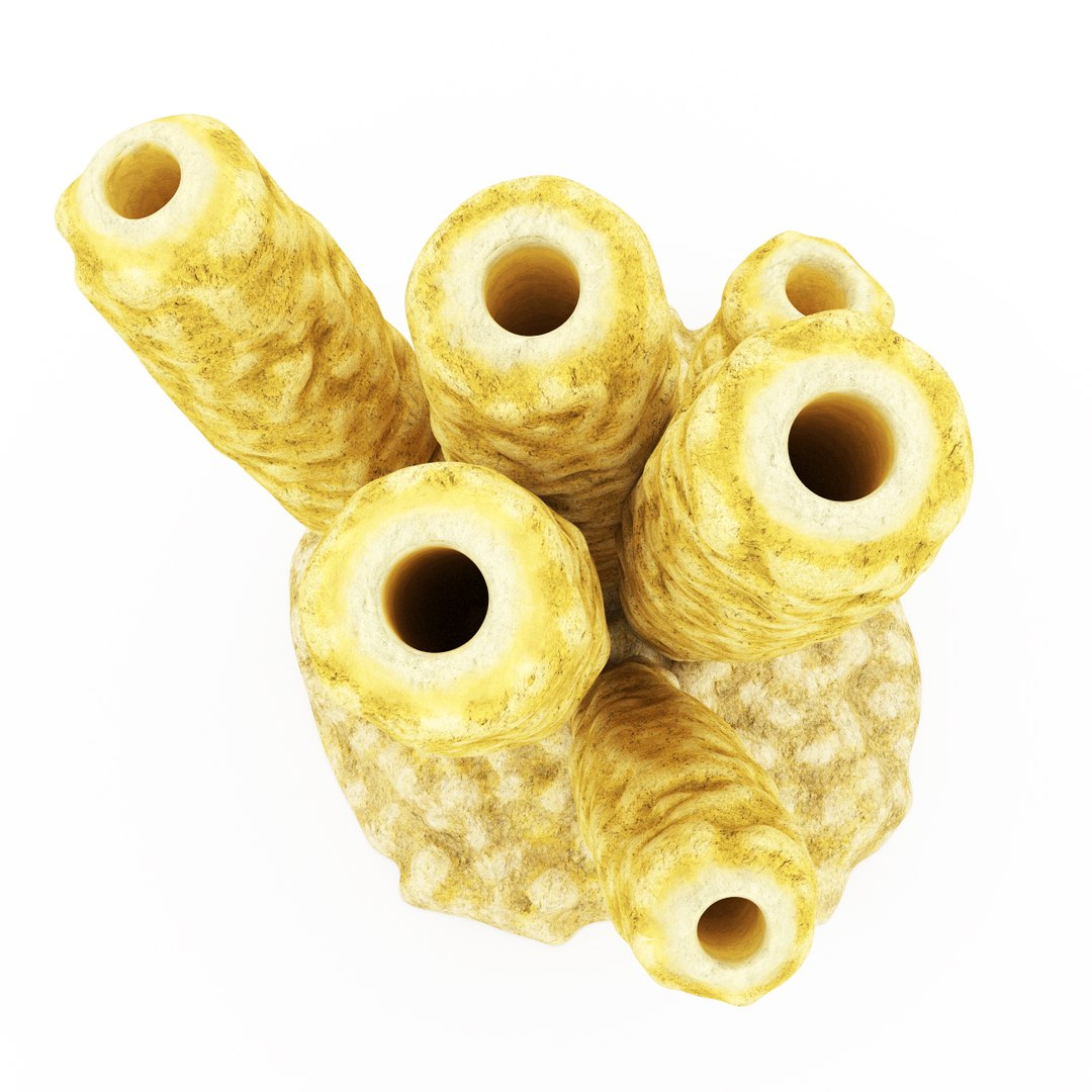 Max Coral Tube