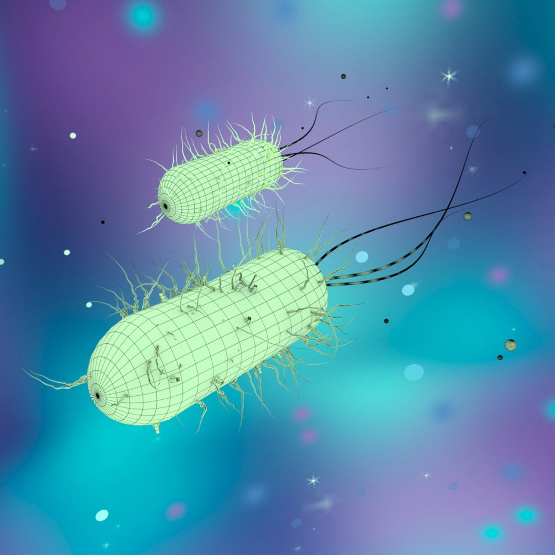 3D prokaryotes model - TurboSquid 1486627