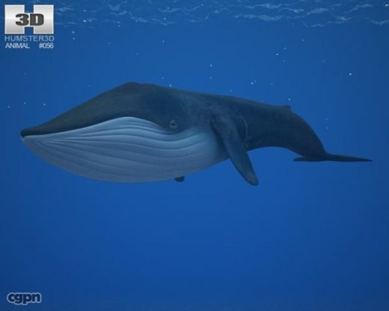 3d whale blue model