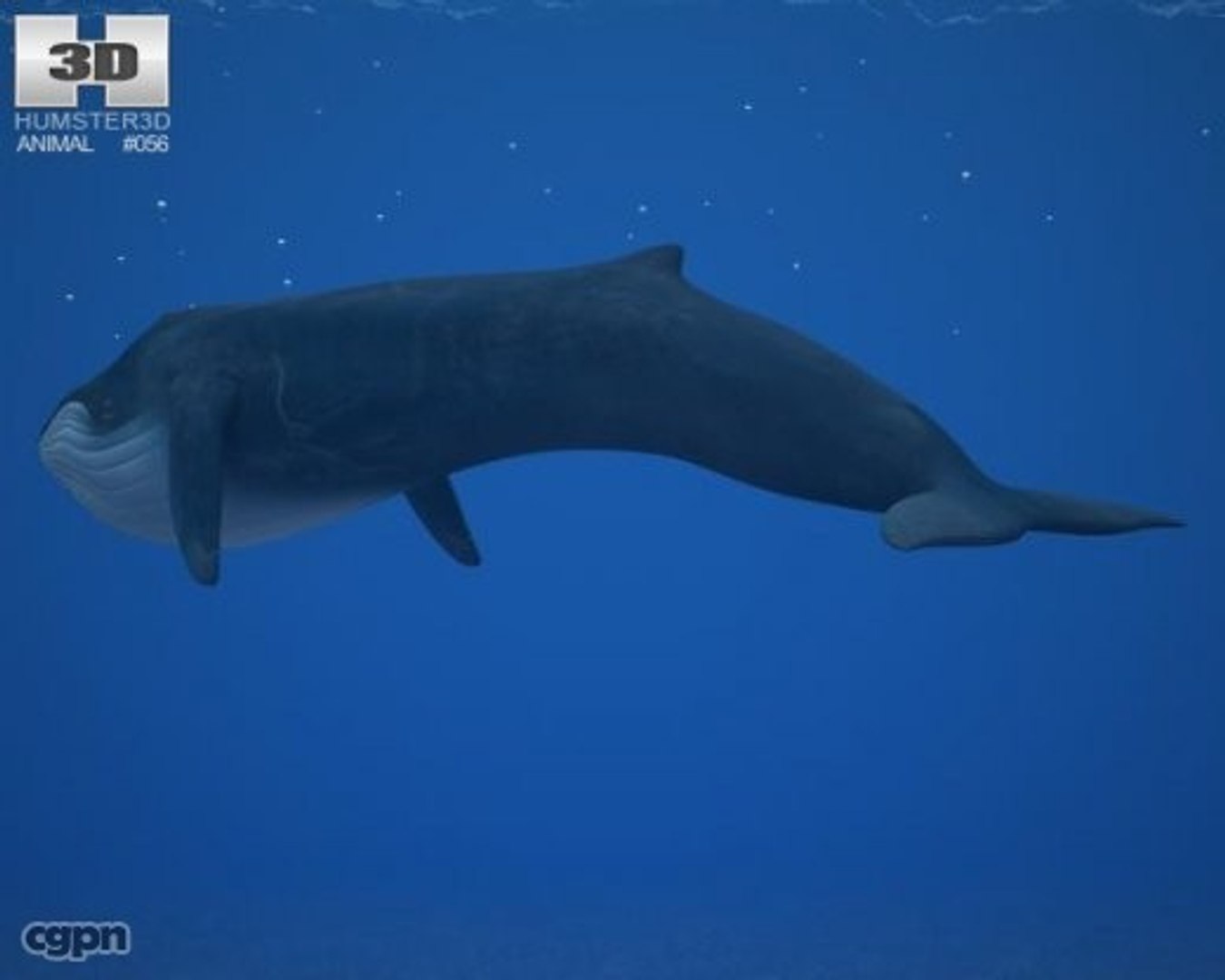 3d whale blue model