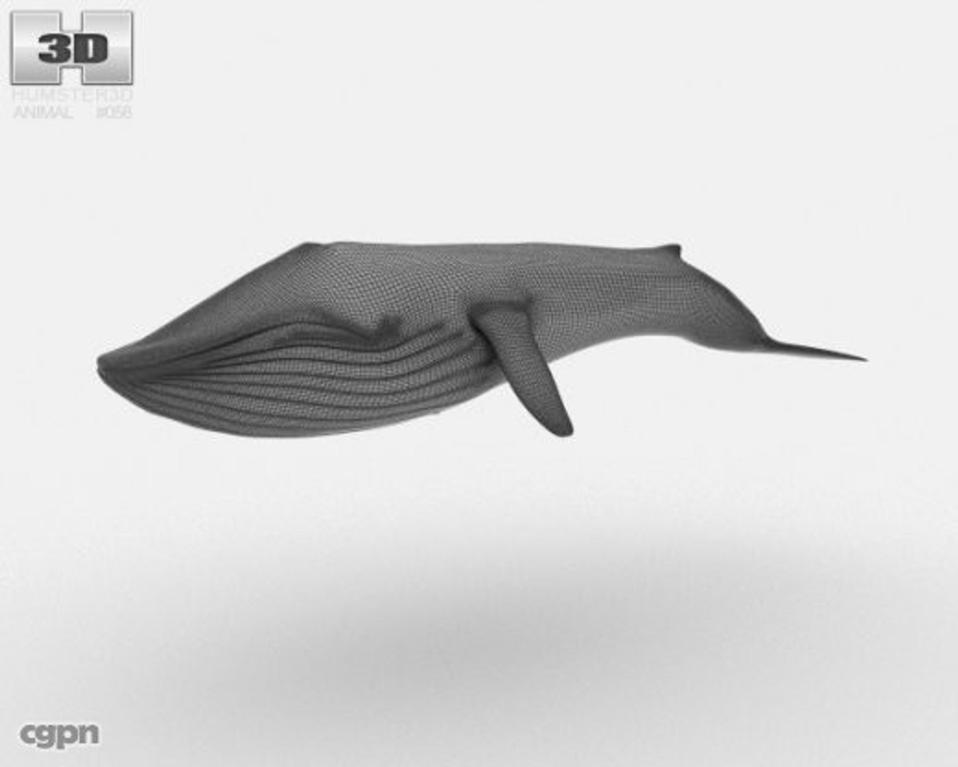 3d whale blue model