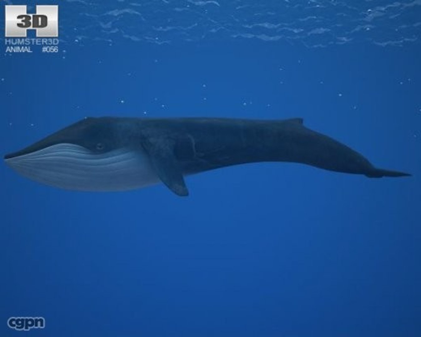 3d whale blue model
