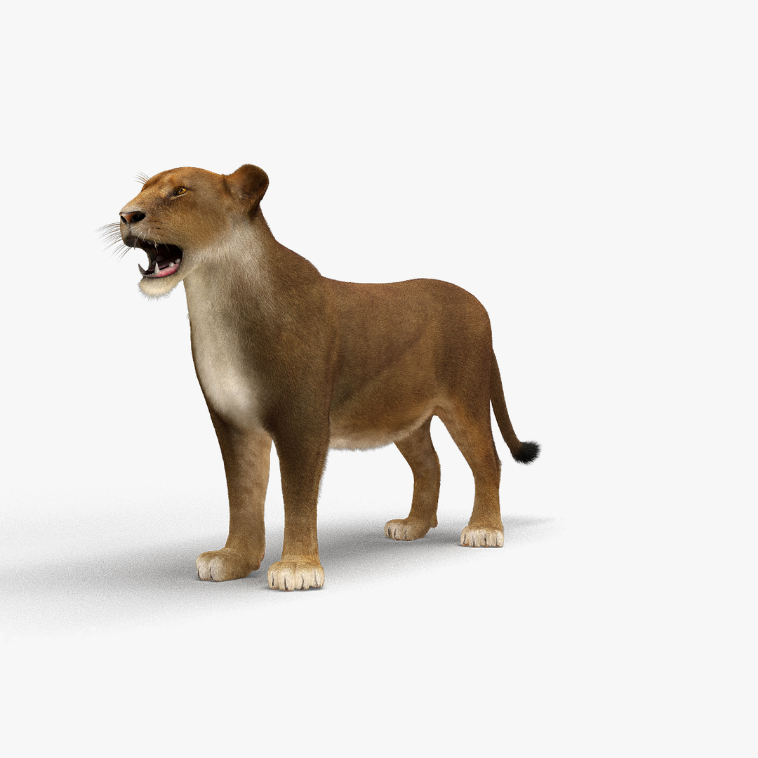3d Lioness Fur Animal