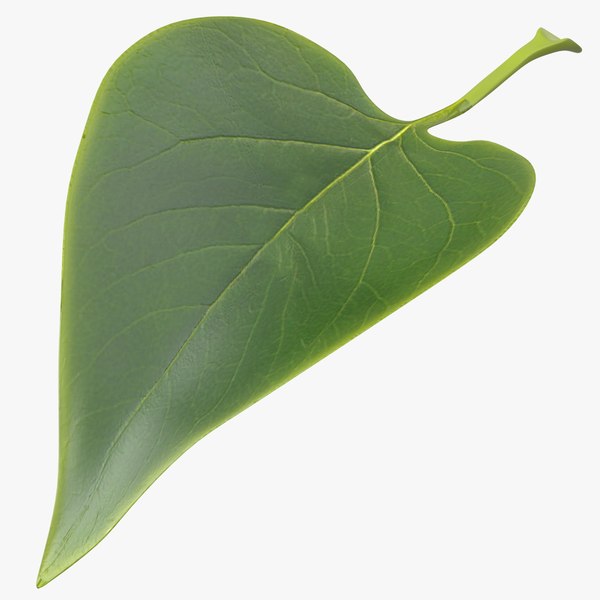 modelo 3d Hoja verde realista - TurboSquid 2146080