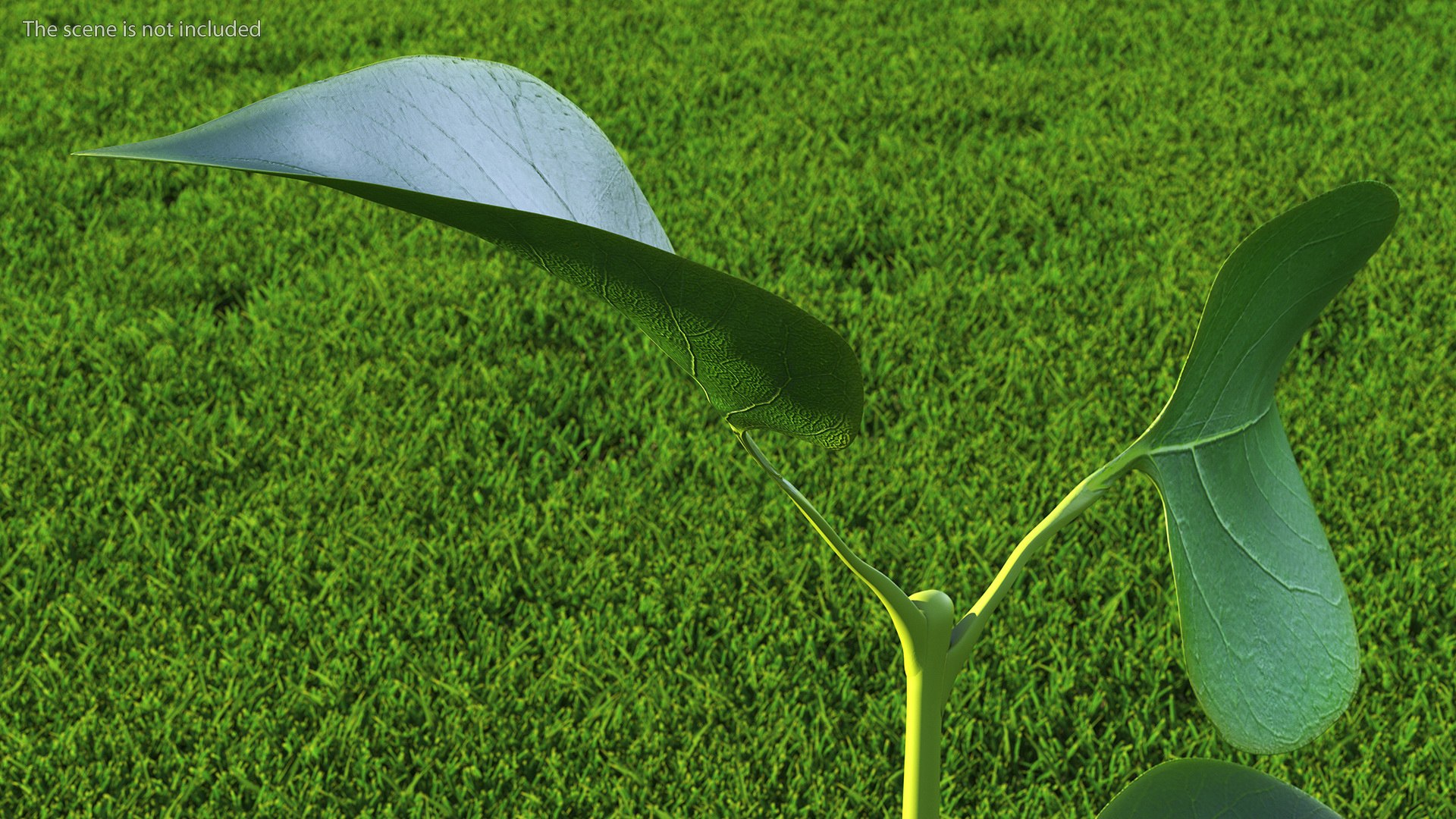 Realistic Green Leaf 3D Model - TurboSquid 2146080