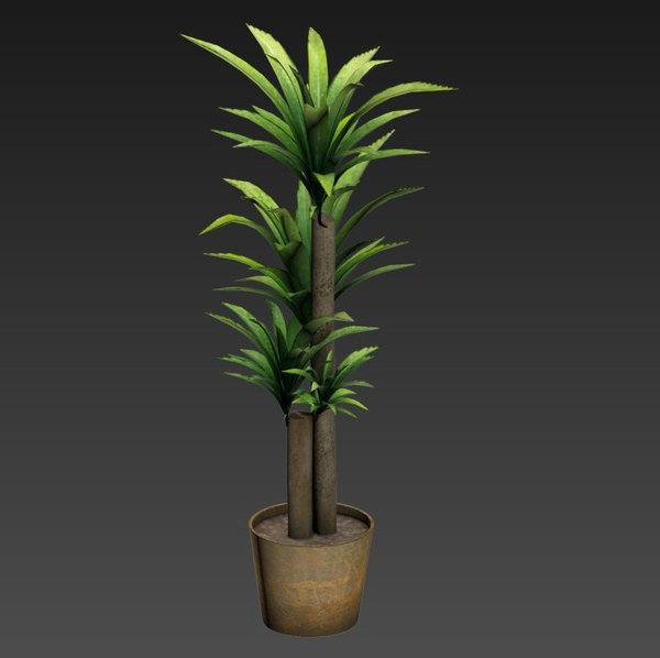 3d model of corn plant