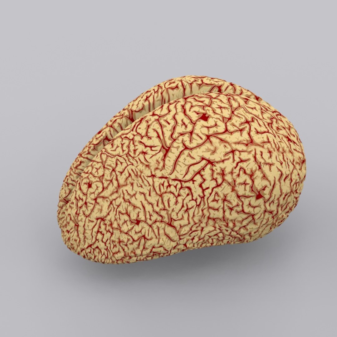 3ds Brain
