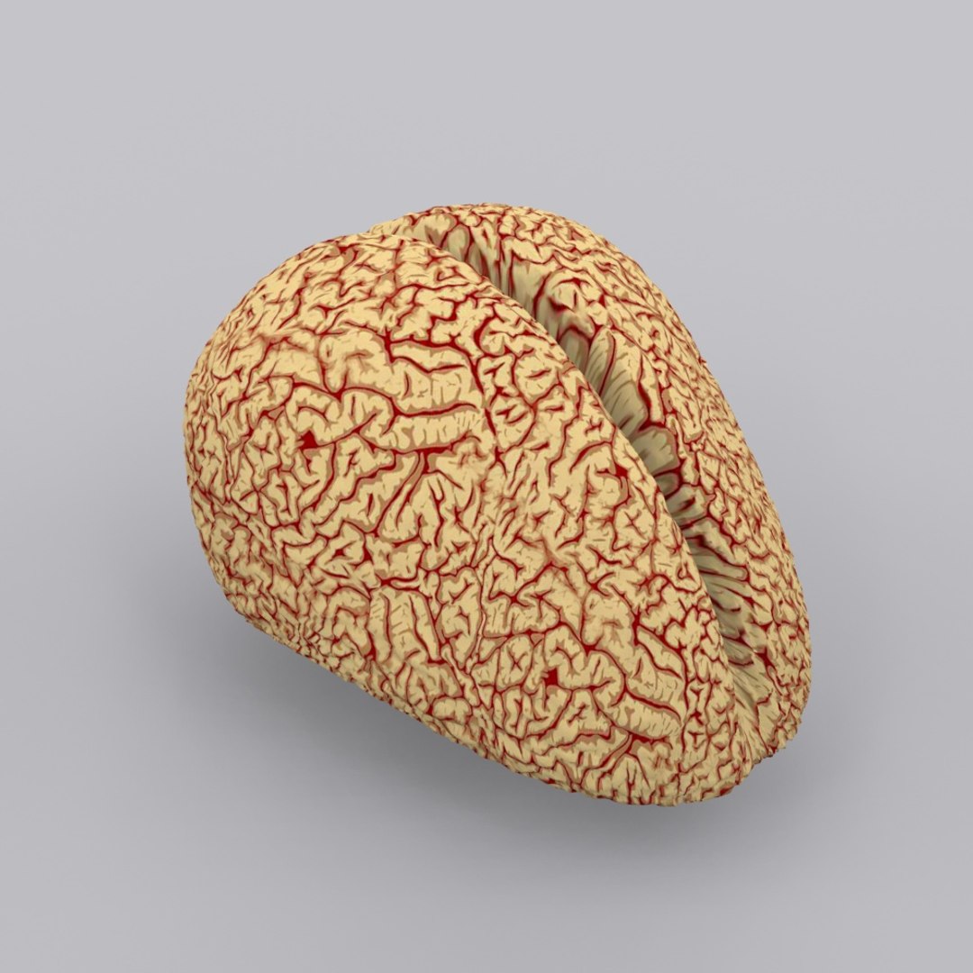 3ds Brain