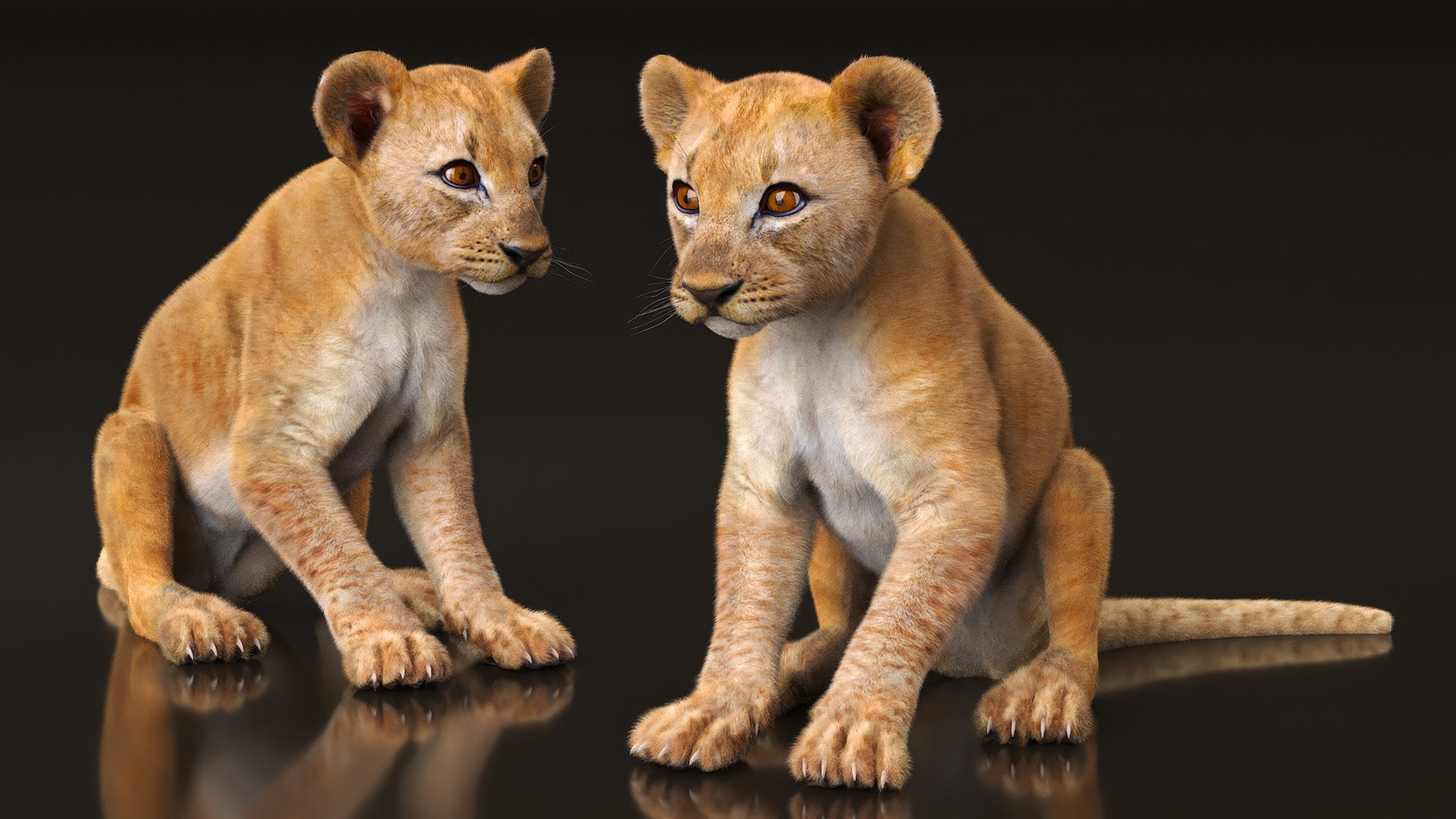 Lion Cub Fur Rigged 3D - TurboSquid 2335691