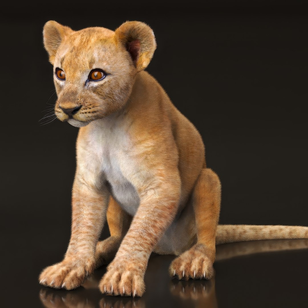 Lion Cub Fur Rigged 3D - TurboSquid 2335691