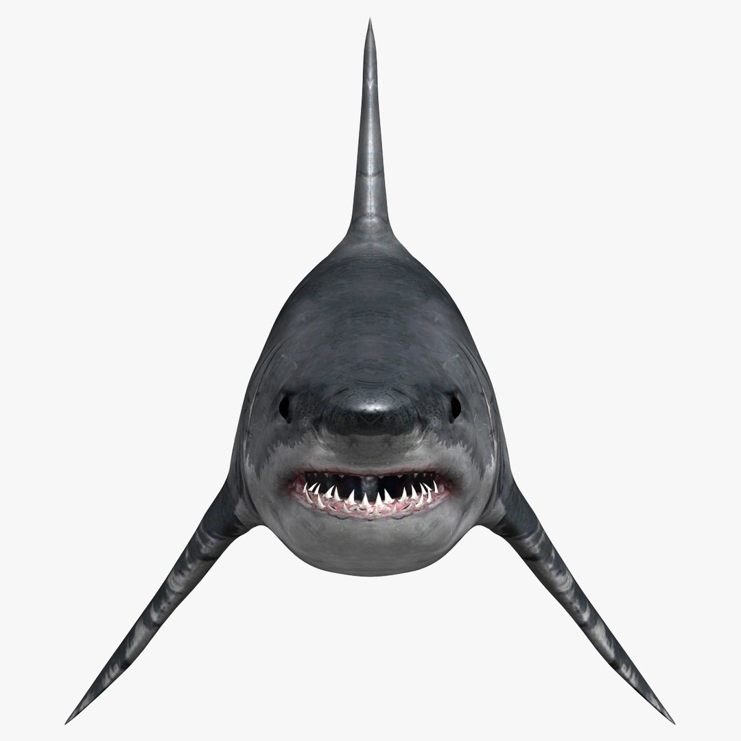 Great White Shark Max