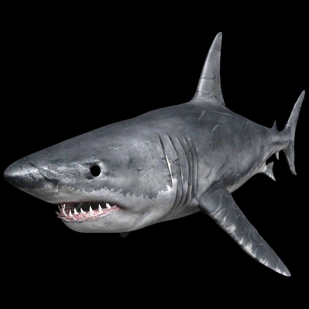Great White Shark Max
