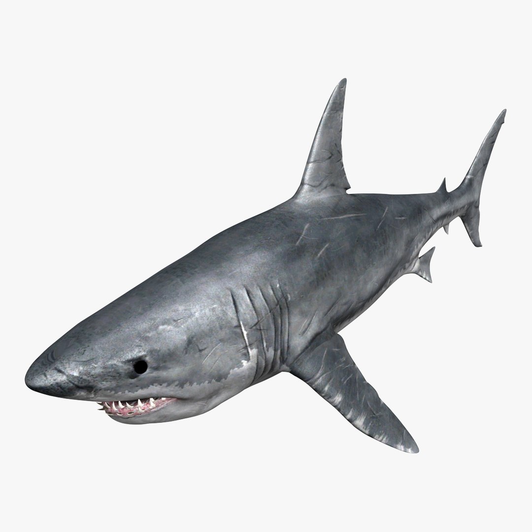 Great White Shark Max