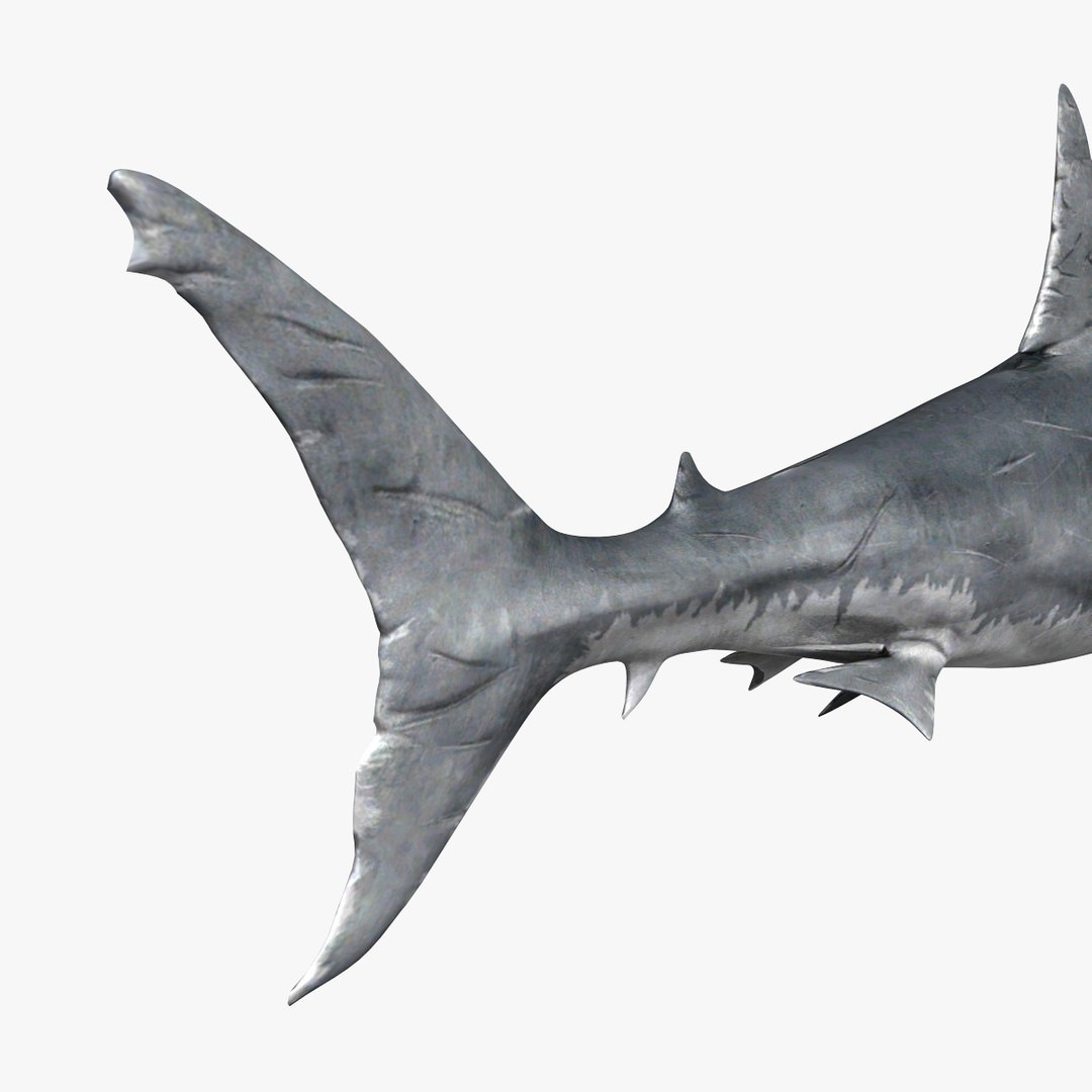 Great White Shark Max