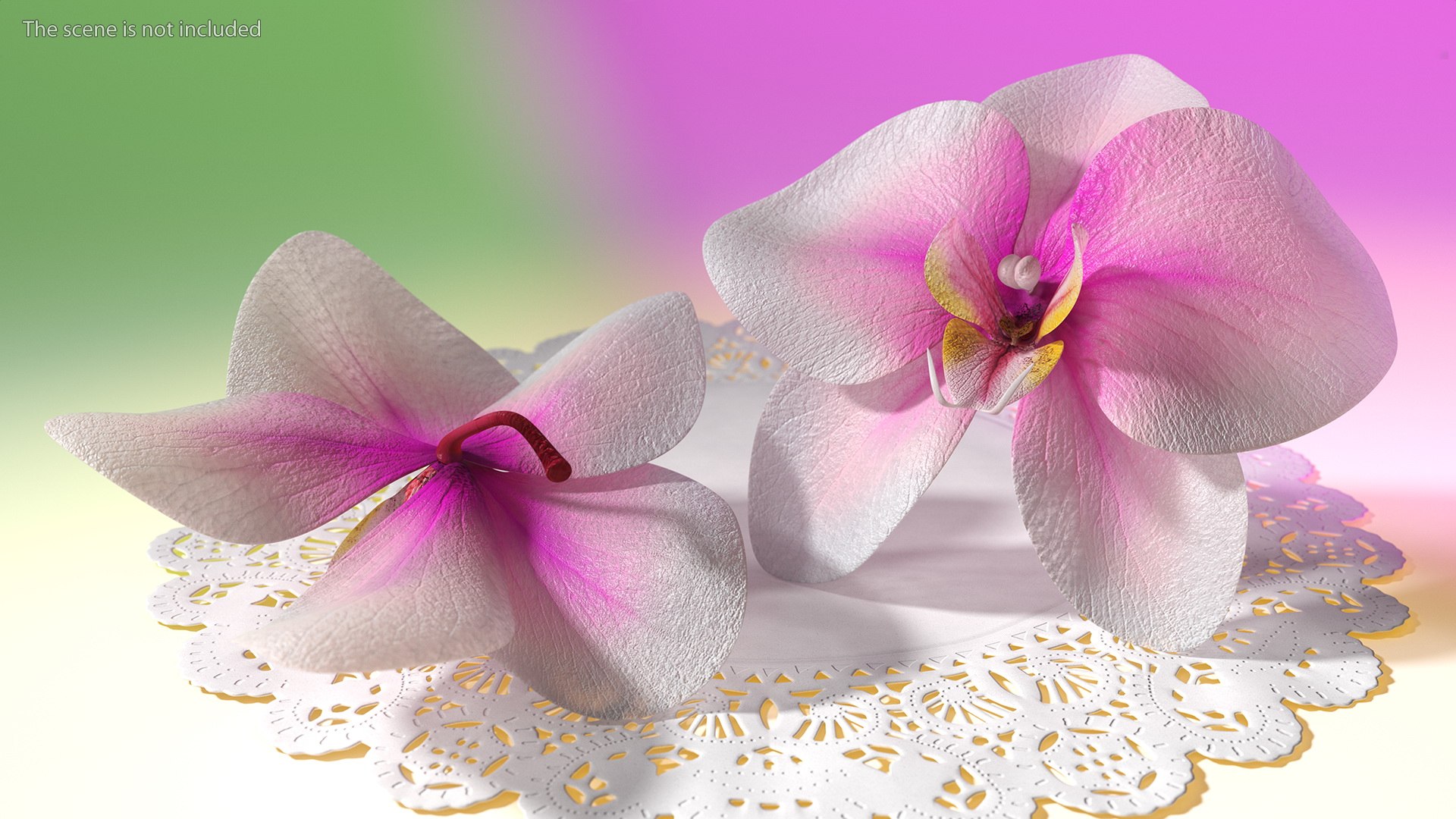 3d Model Of Orchid Flower