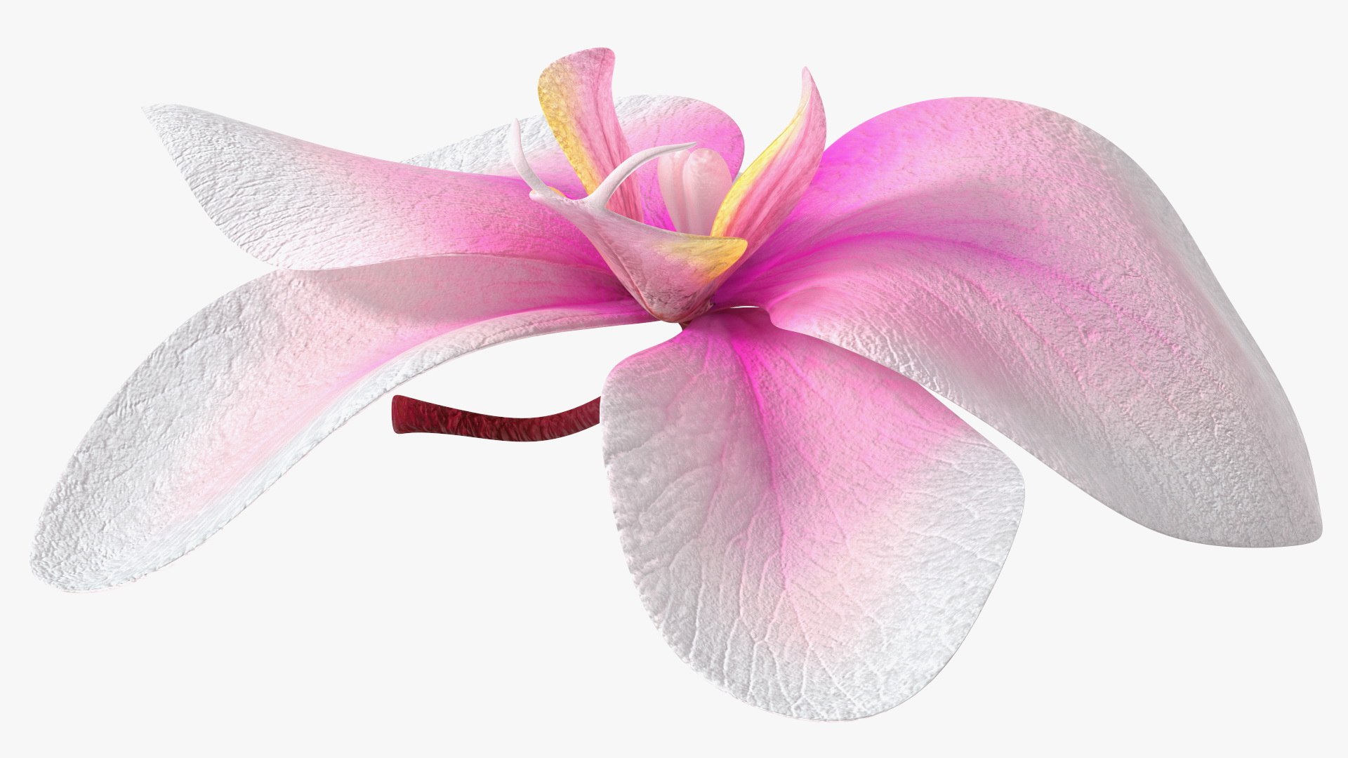 3d model of orchid flower