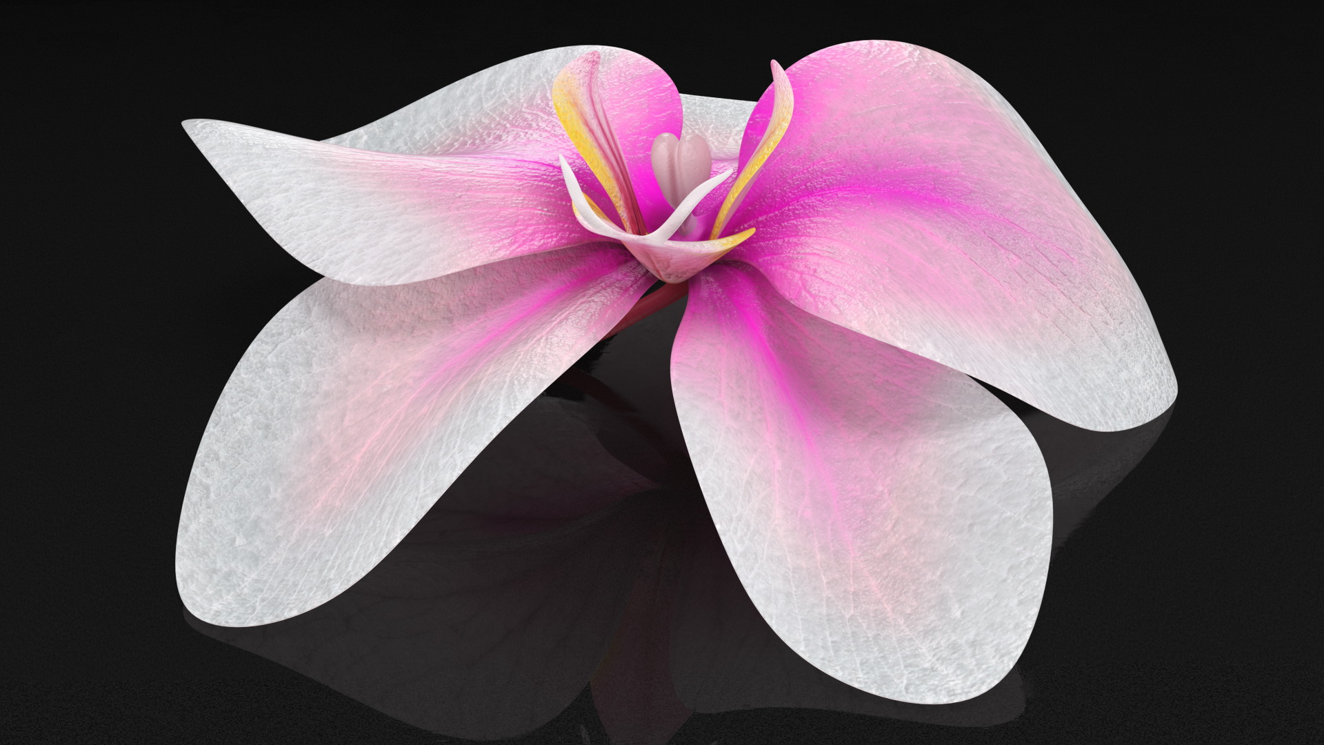 3d model of orchid flower