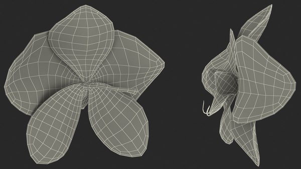 3d model of orchid flower