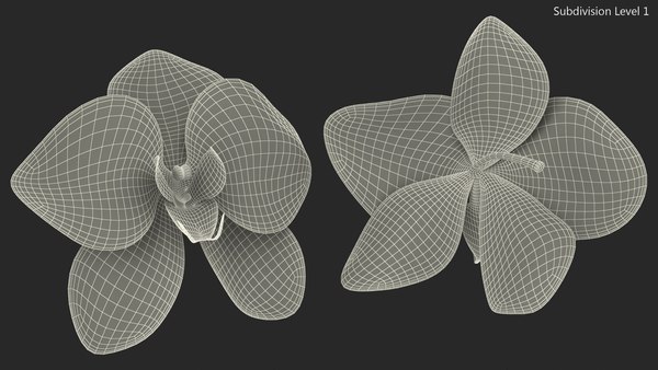 3d model of orchid flower