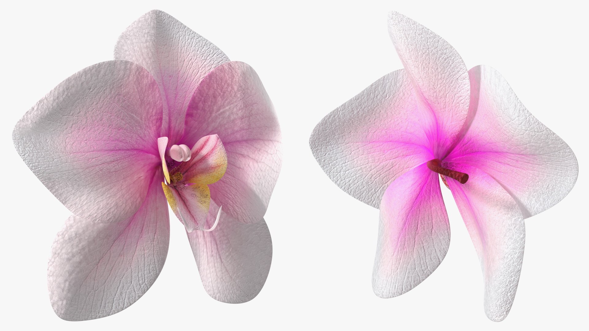 3d model of orchid flower
