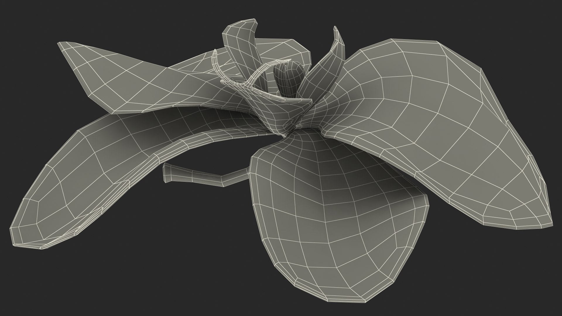 3d model of orchid flower