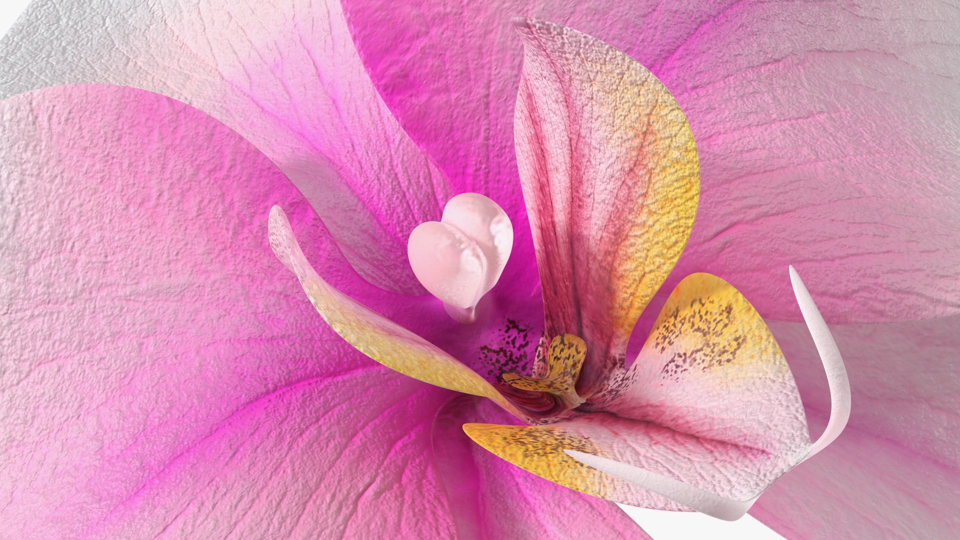 3d model of orchid flower