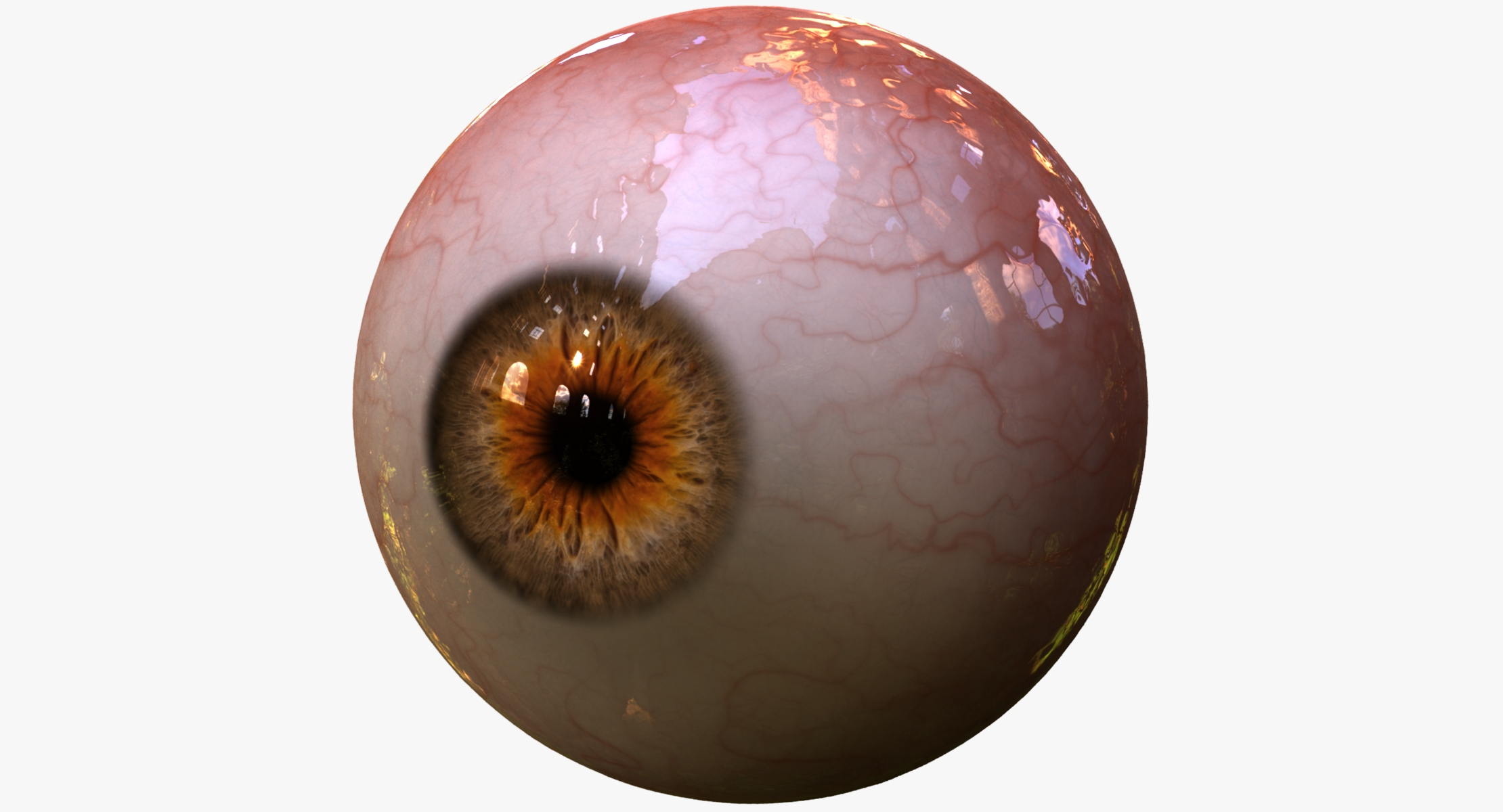 3d realistic human eye pupil model
