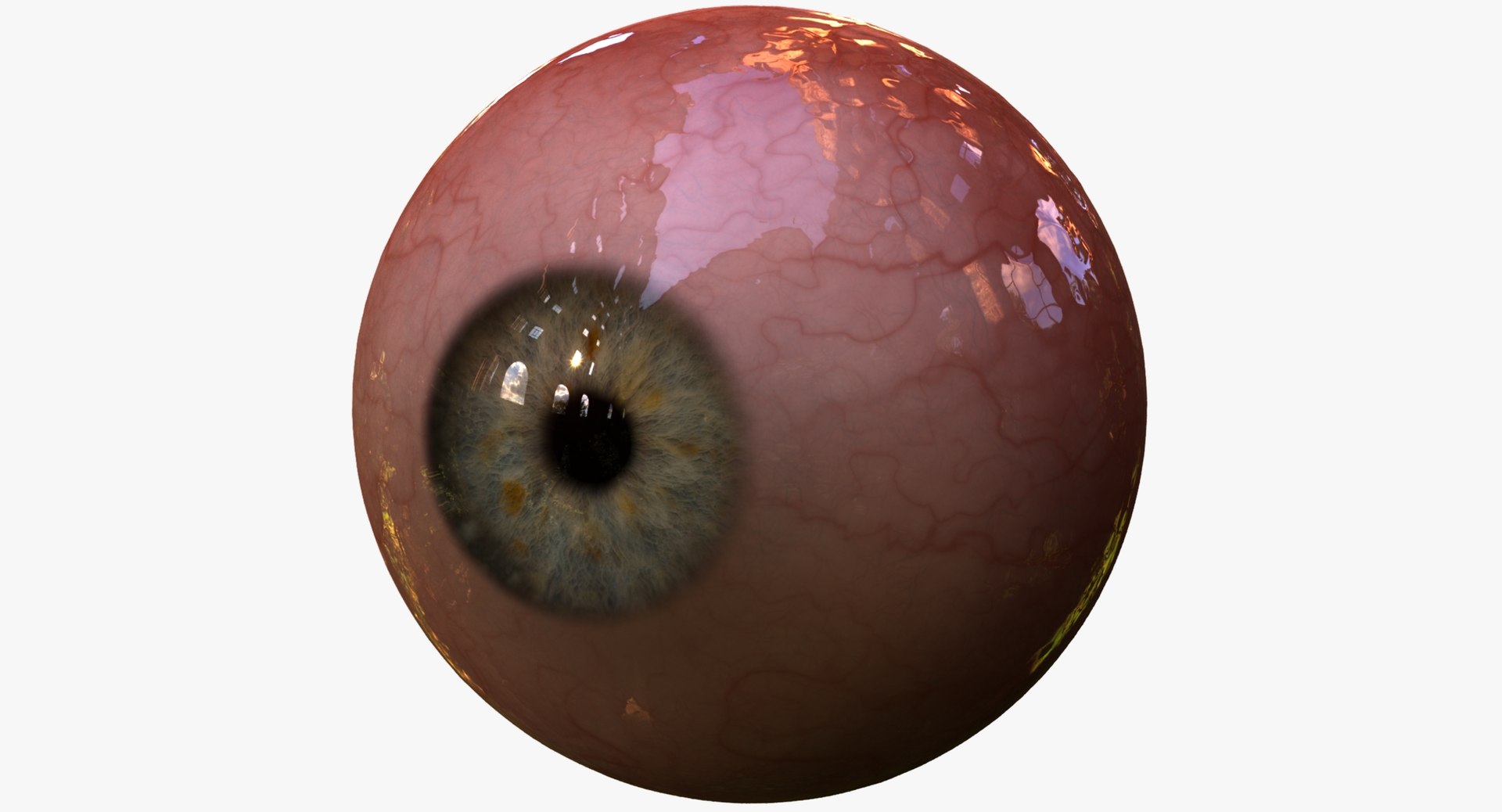 3d Realistic Human Eye Pupil Model