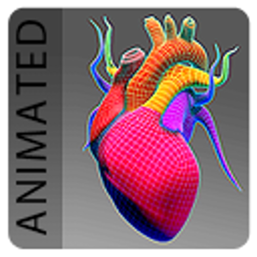 3d Heart Cardiac Cycle