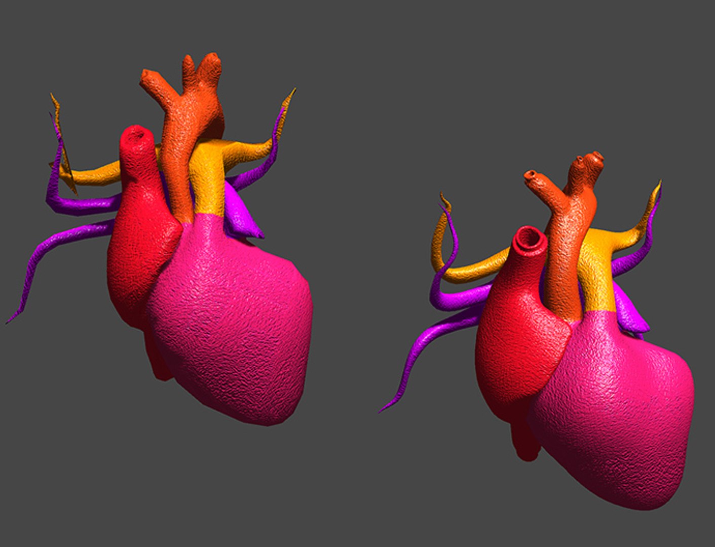 3d Heart Cardiac Cycle