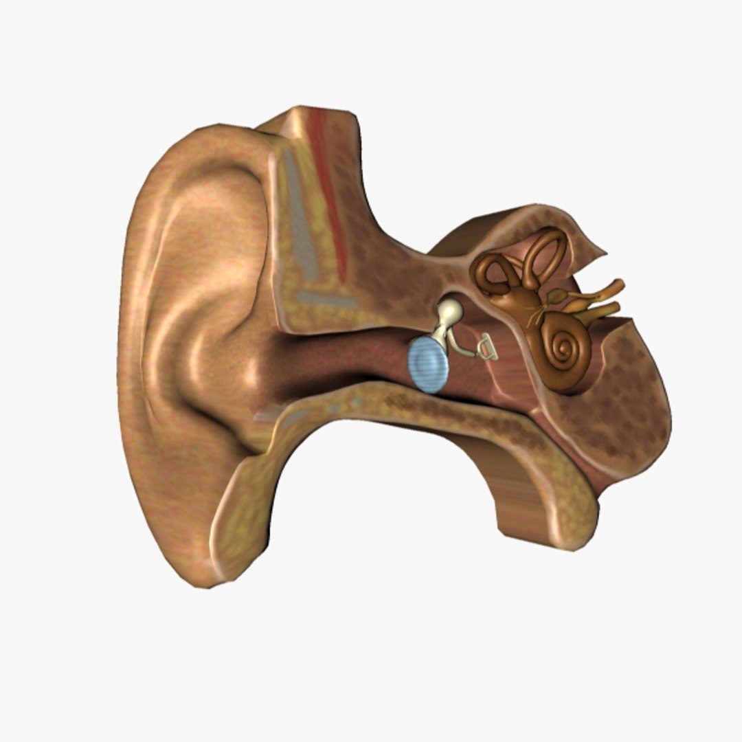 3d Ear Anatomy Model