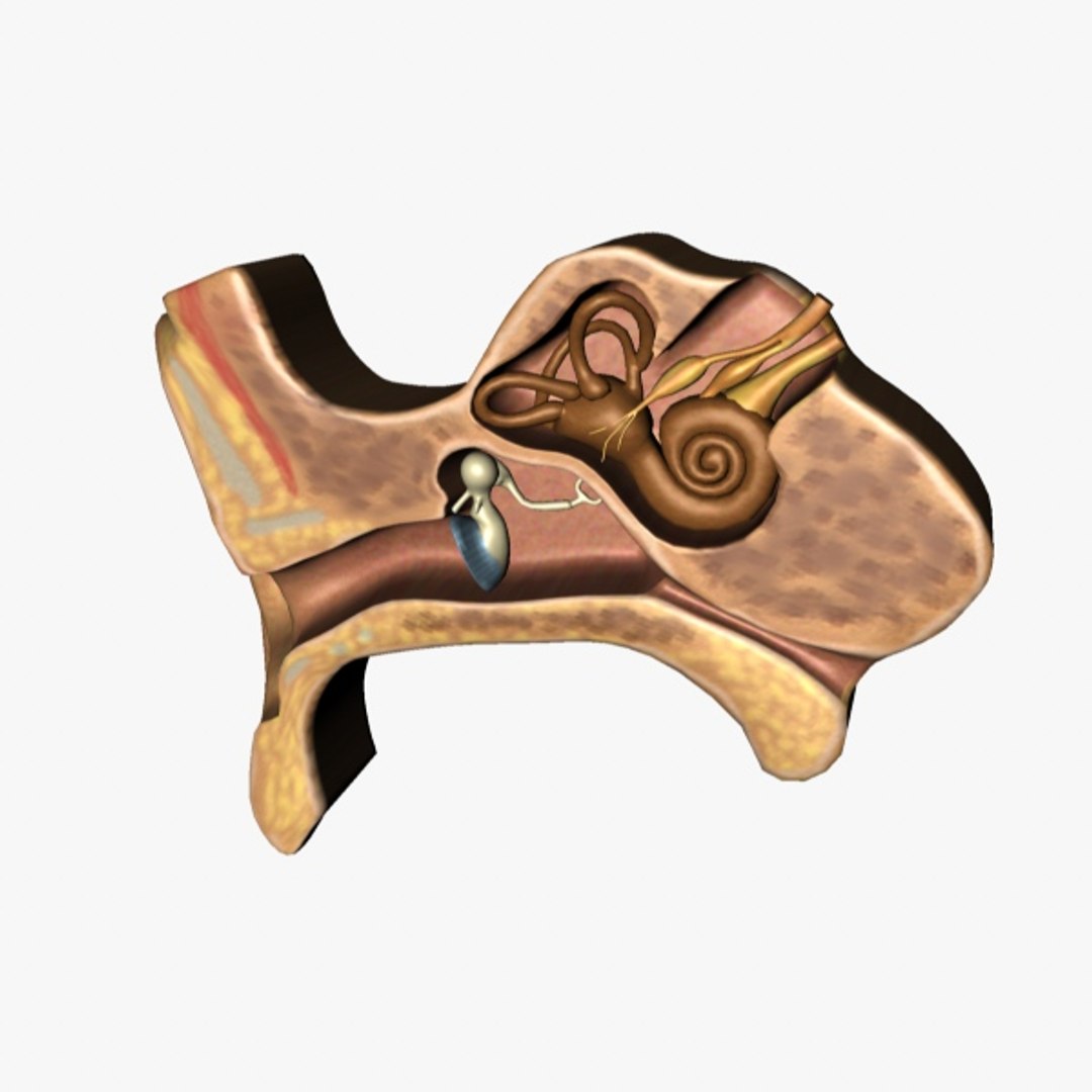 3d Ear Anatomy Model