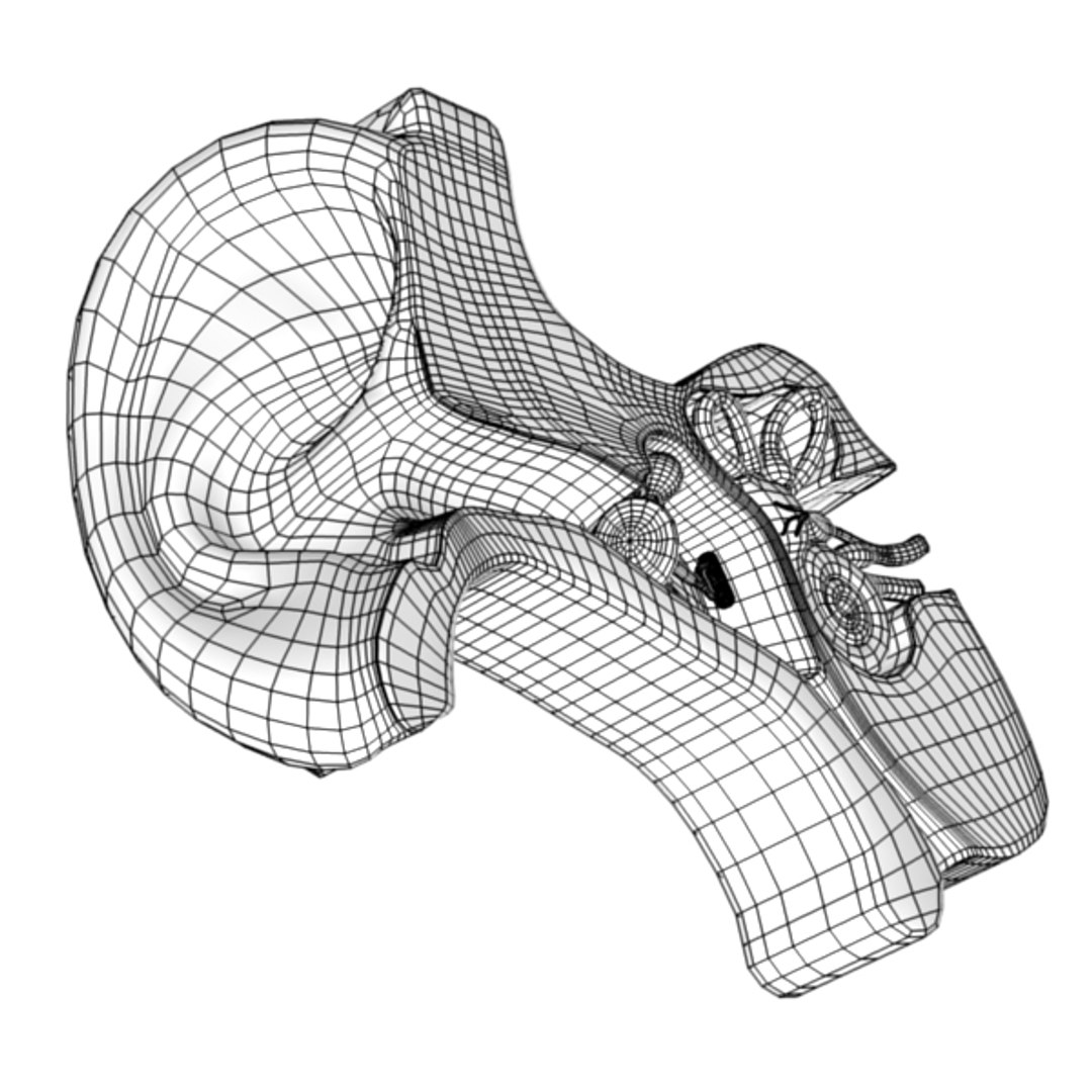 3d Ear Anatomy Model