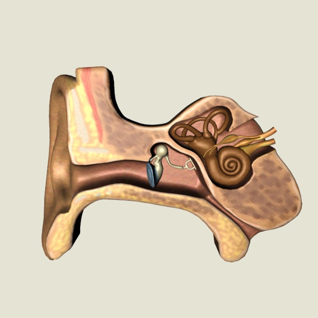 3d Ear Anatomy Model