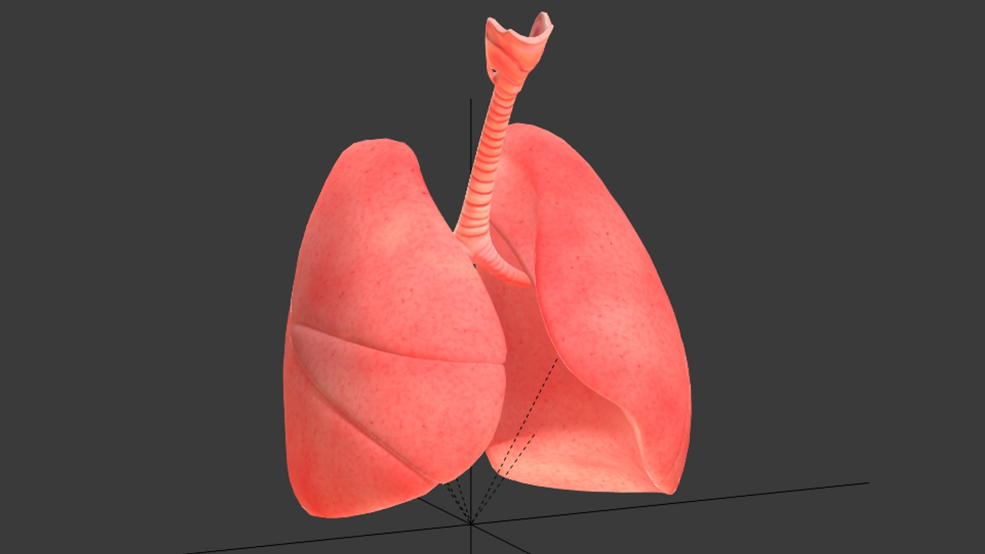 3D Lungs Human Anatomy Ar Model - TurboSquid 1355966